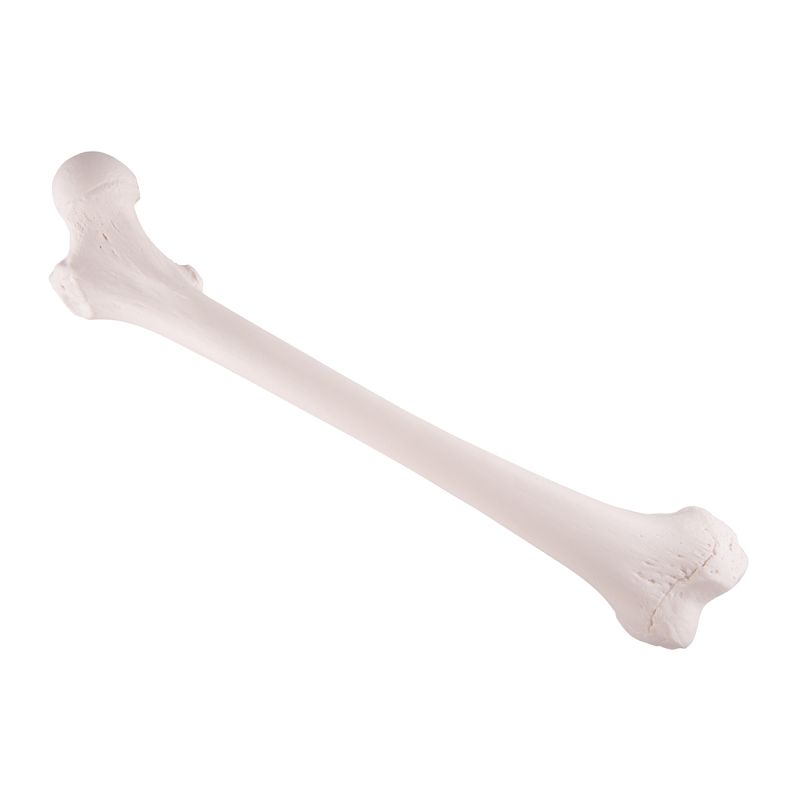 Femur Bone Replica - LabWorld.co.uk